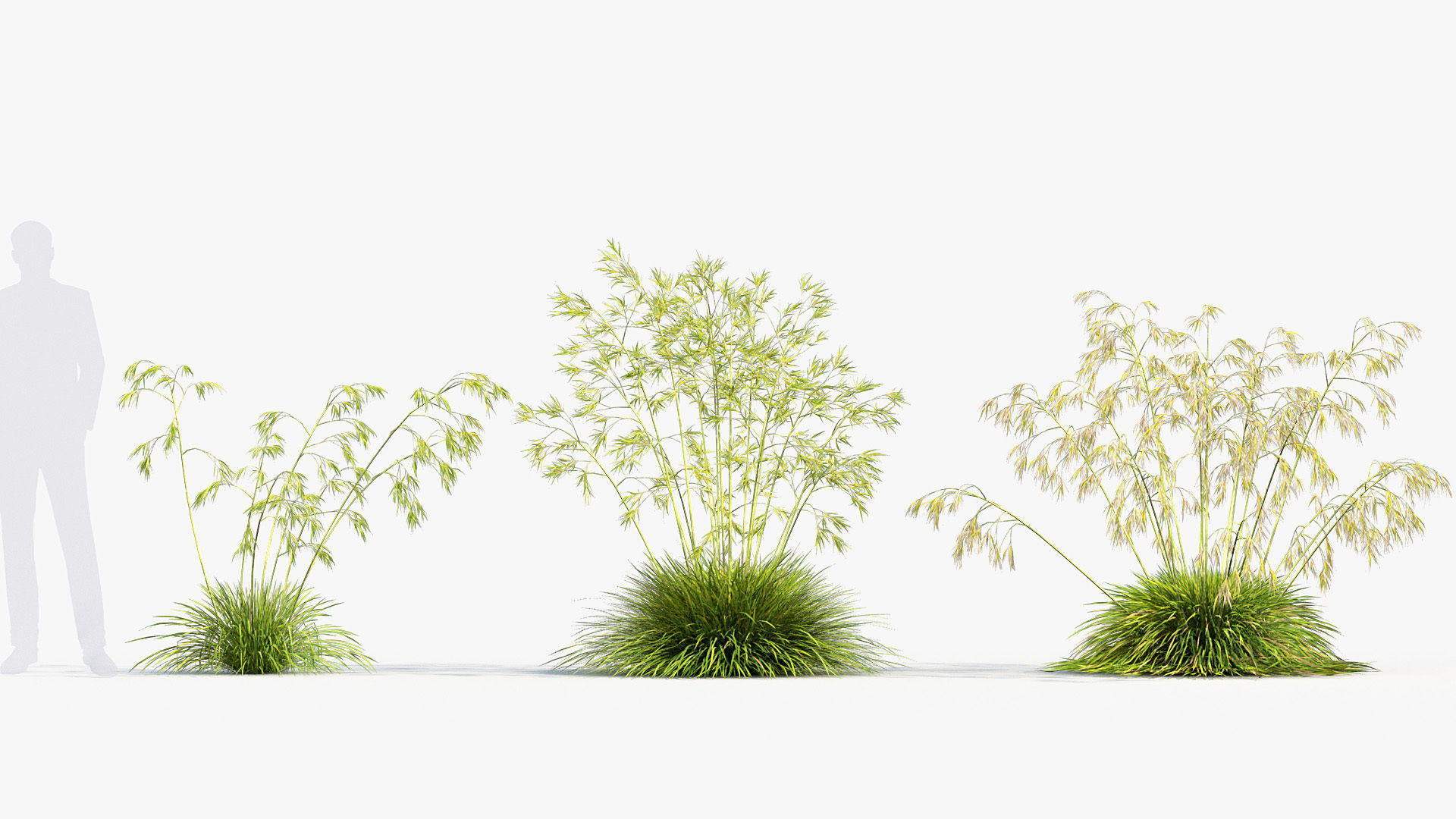 Stipa gigantea Golden oat 3D Model 01 3D model | CGTrader