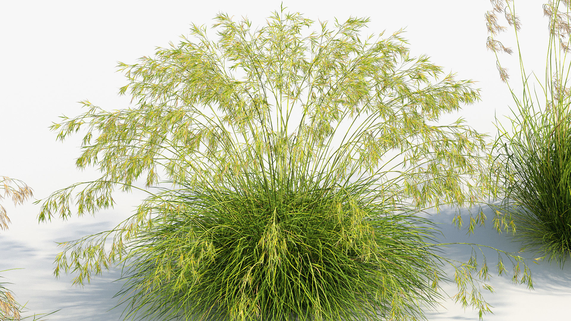 Stipa gigantea Golden oat 3D Model 02 3D model | CGTrader