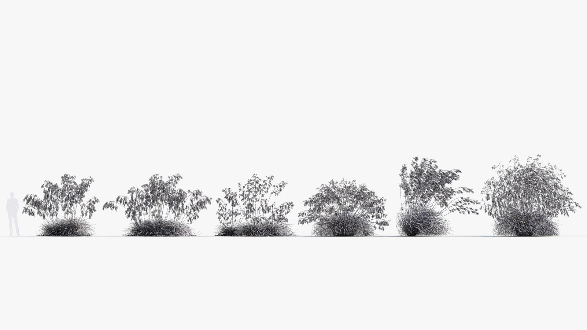 Stipa gigantea Golden oat 3D Model 02 3D model | CGTrader