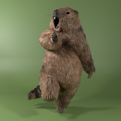 Marmot Rigged Blender Hair Simulation free 3D model rigged | CGTrader