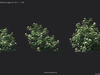 Maxtree Plant Models Vol 94 - Mesh 3D model | CGTrader