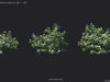Maxtree Plant Models Vol 94 - Mesh 3D model | CGTrader