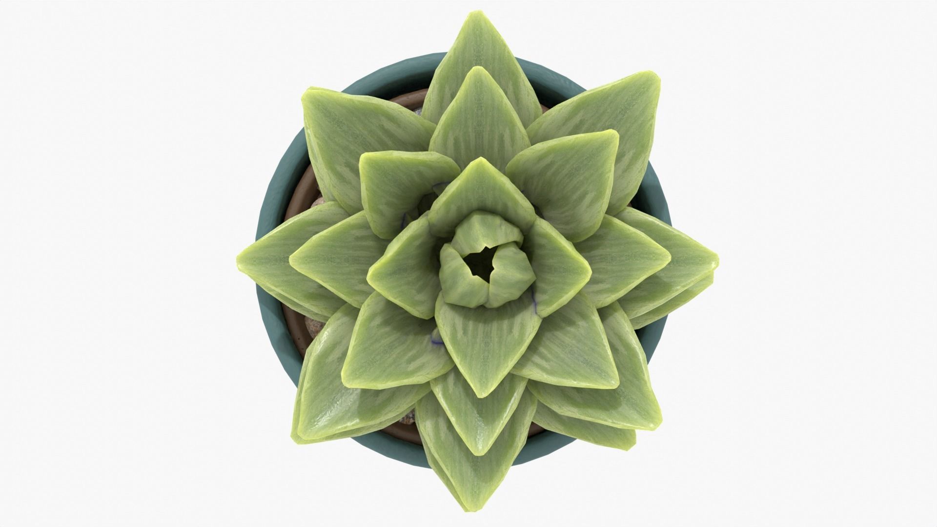 Suculent Vase 3D model | CGTrader