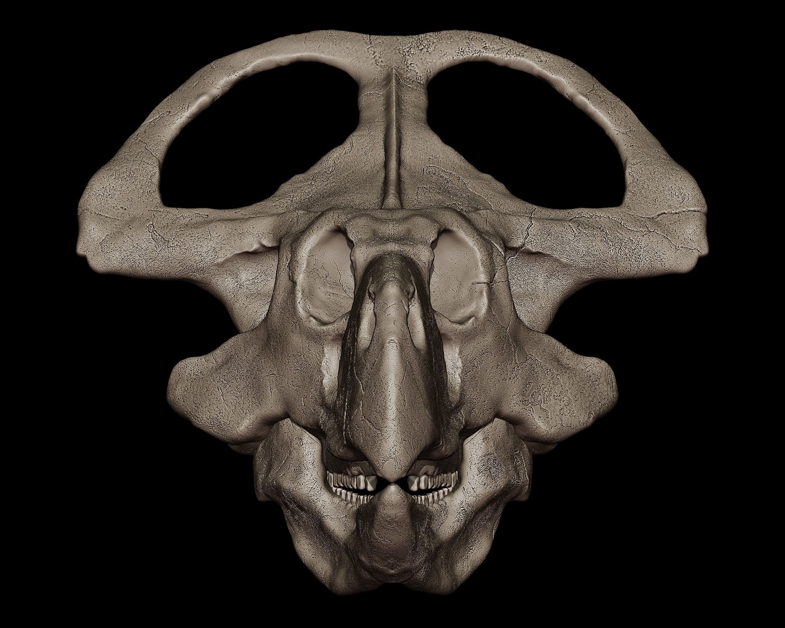 Protoceratops Skull 3D model 3D printable | CGTrader