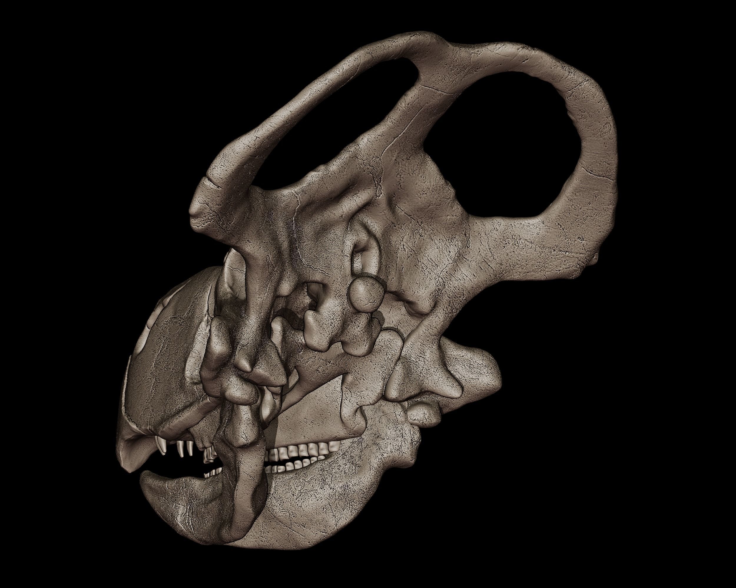 Protoceratops Skull 3D model 3D printable | CGTrader