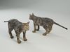 3D realistic cat 3D model | CGTrader