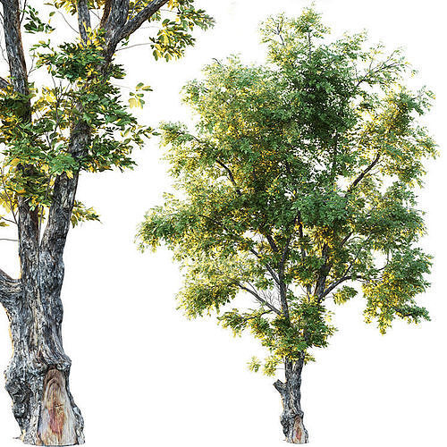 Honey locust 3D model | CGTrader