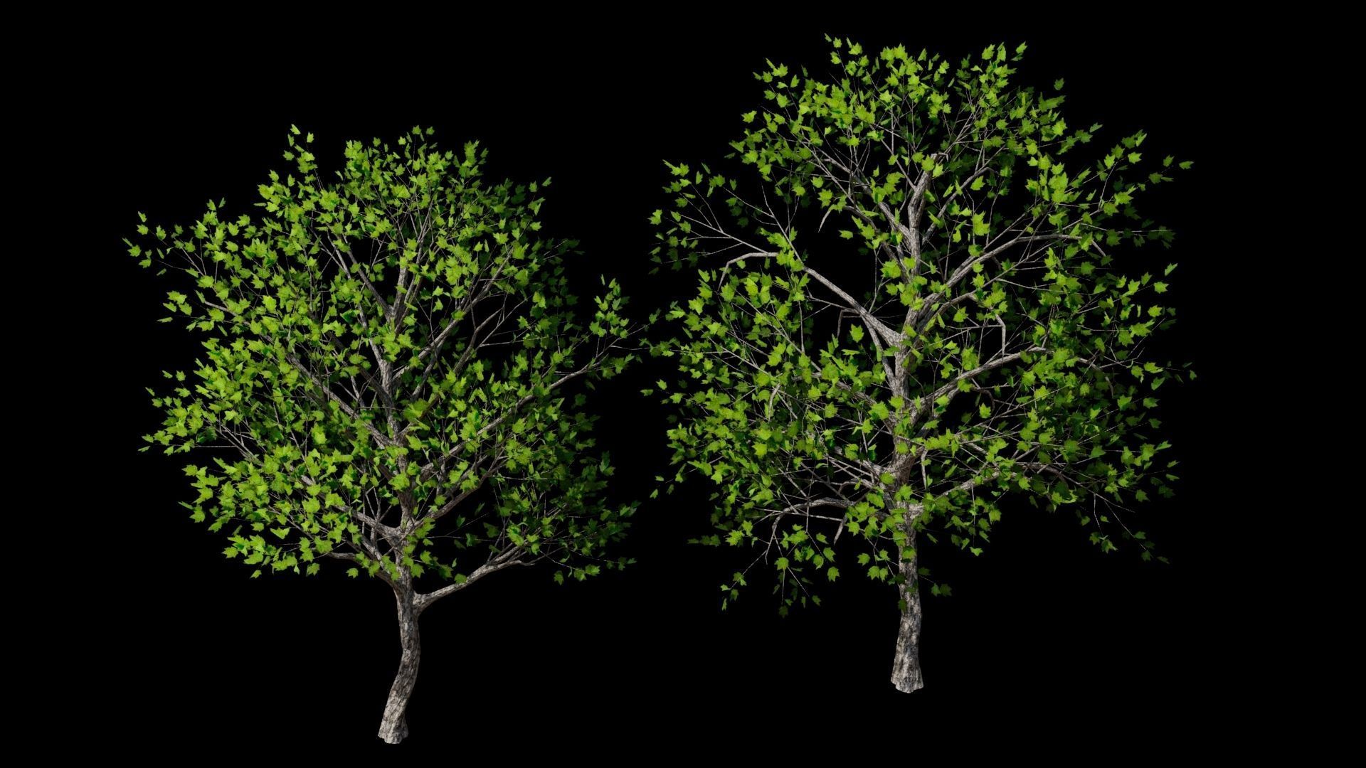 Maple Trees free VR / AR / low-poly 3D model | CGTrader