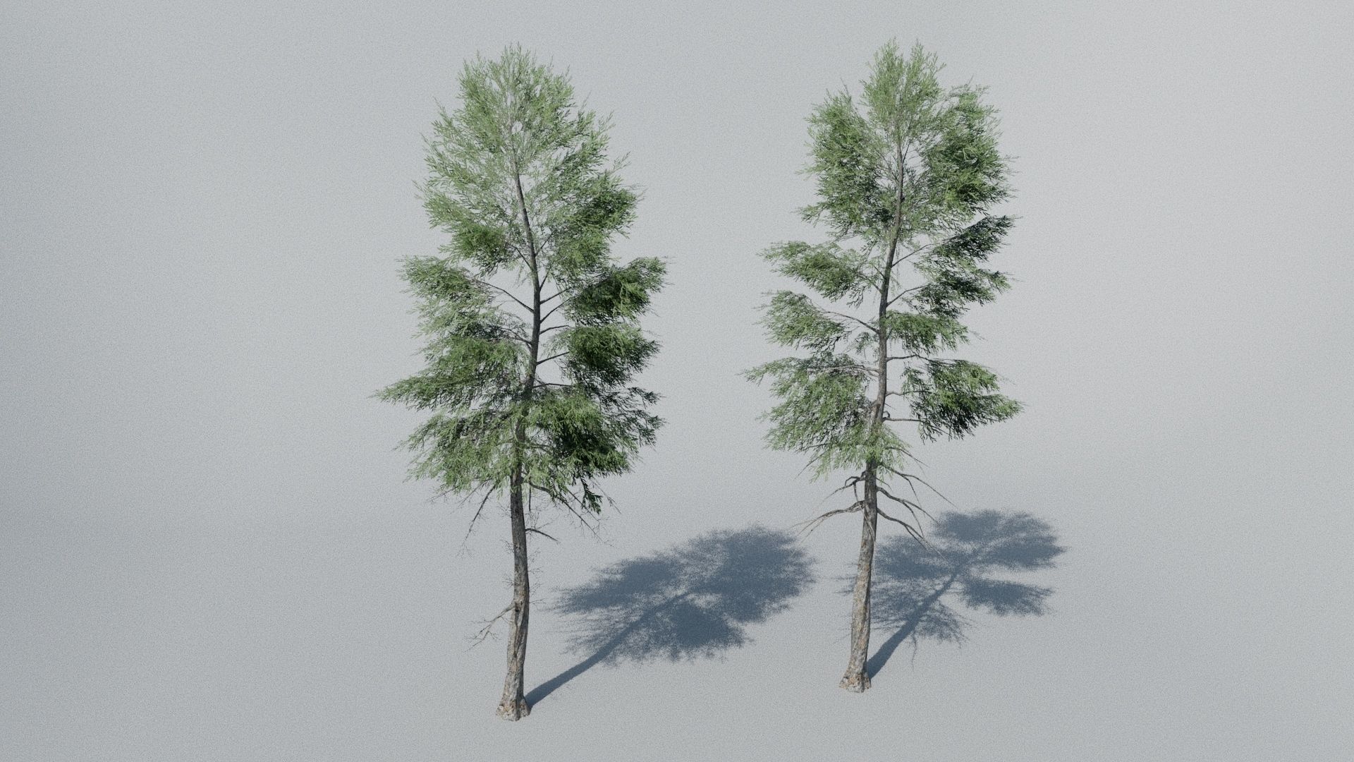 Spruce Trees free VR / AR / low-poly 3D model | CGTrader