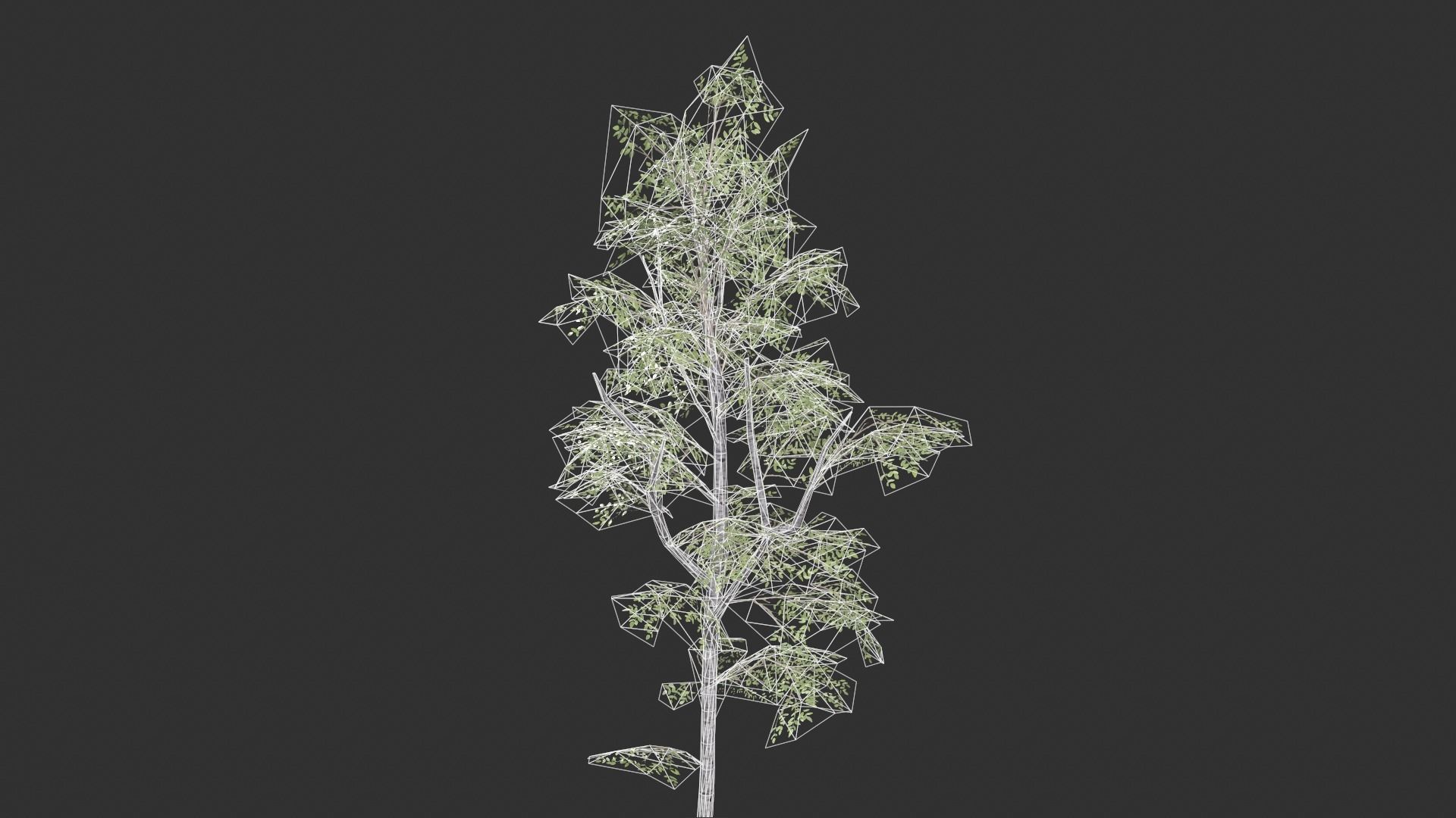 3D model Lowpoly Birch Trees VR / AR / low-poly | CGTrader