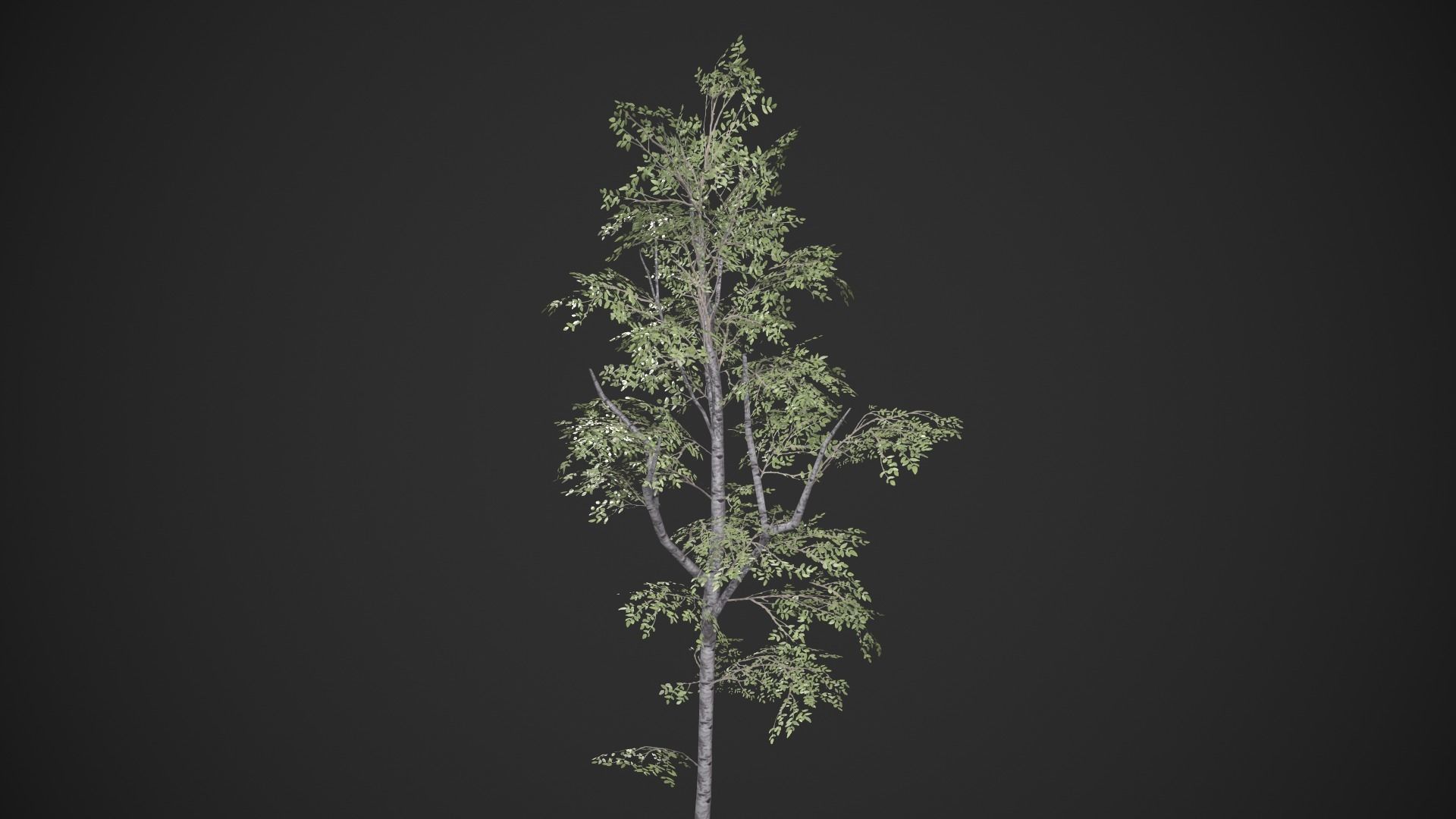 3D model Lowpoly Birch Trees VR / AR / low-poly | CGTrader