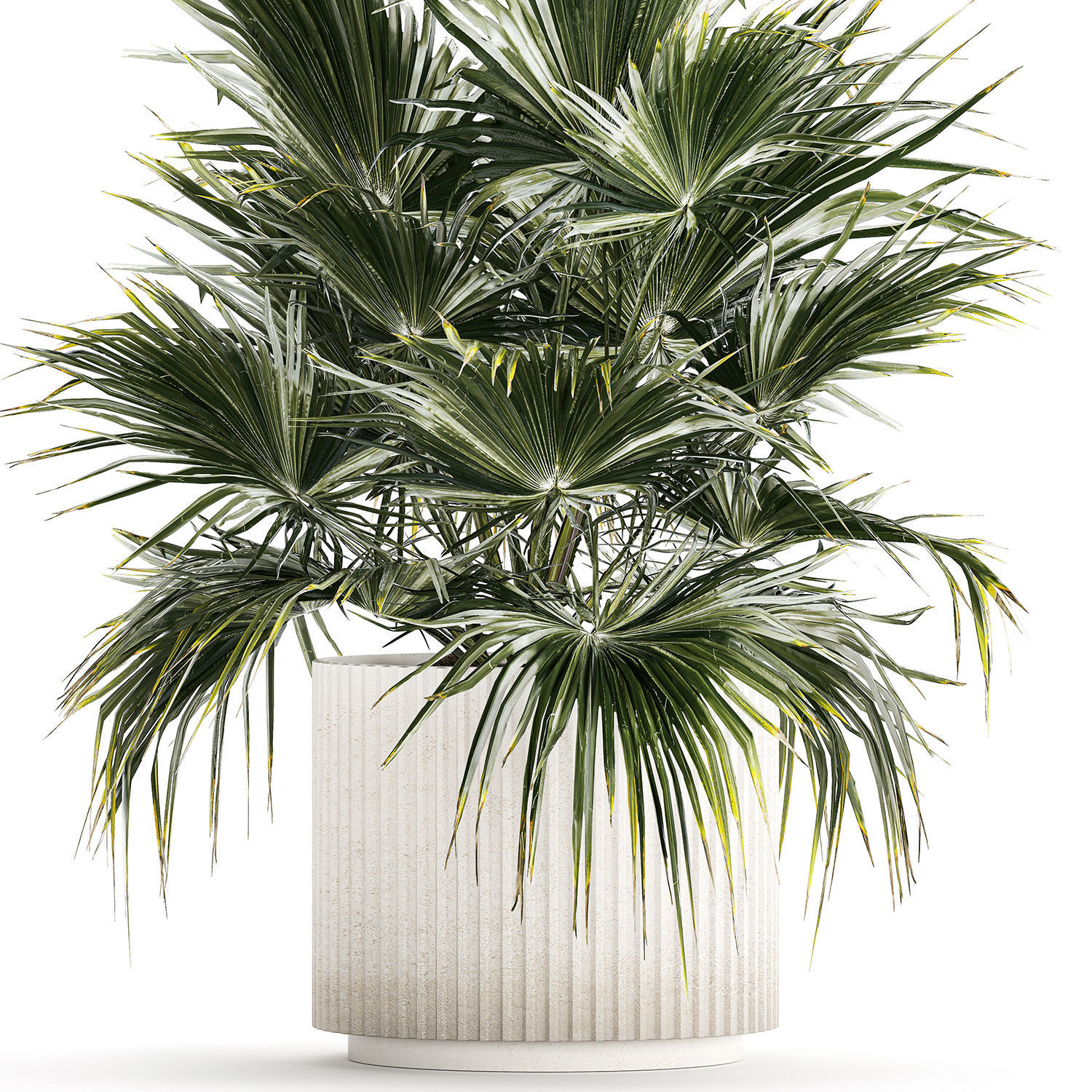 Beautiful Fan Palm In A Flower Pot For Decoration 1274 3D model | CGTrader
