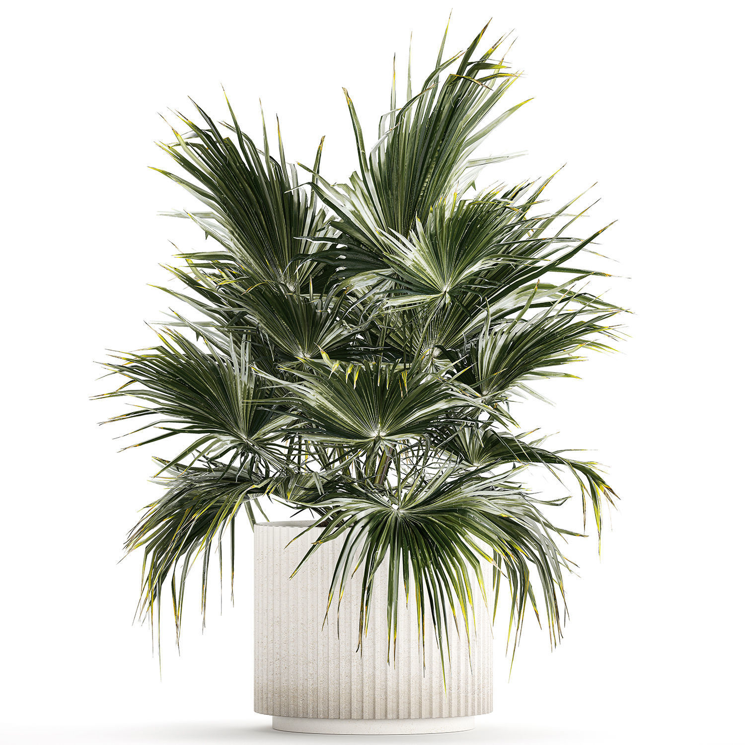 Beautiful Fan Palm In A Flower Pot For Decoration 1274 3D model | CGTrader