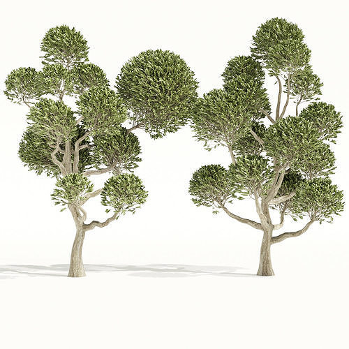 collection tree vol1 3D model | CGTrader