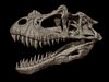 Ceratosaurus Skull 3D model 3D printable | CGTrader