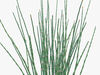 Equisetum hyemale Scouring rush 3D model | CGTrader