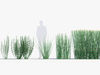 Equisetum hyemale Scouring rush 3D model | CGTrader