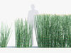 Equisetum hyemale Scouring rush 3D model | CGTrader