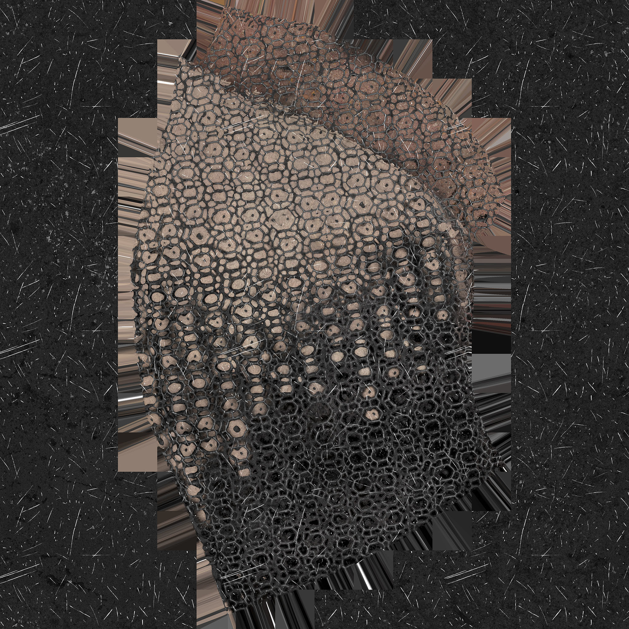 3D model nine bands armadilo VR / AR / low-poly rigged animated | CGTrader