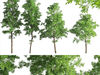 Eucalyptus tree forest 4 tree vray 3D model | CGTrader