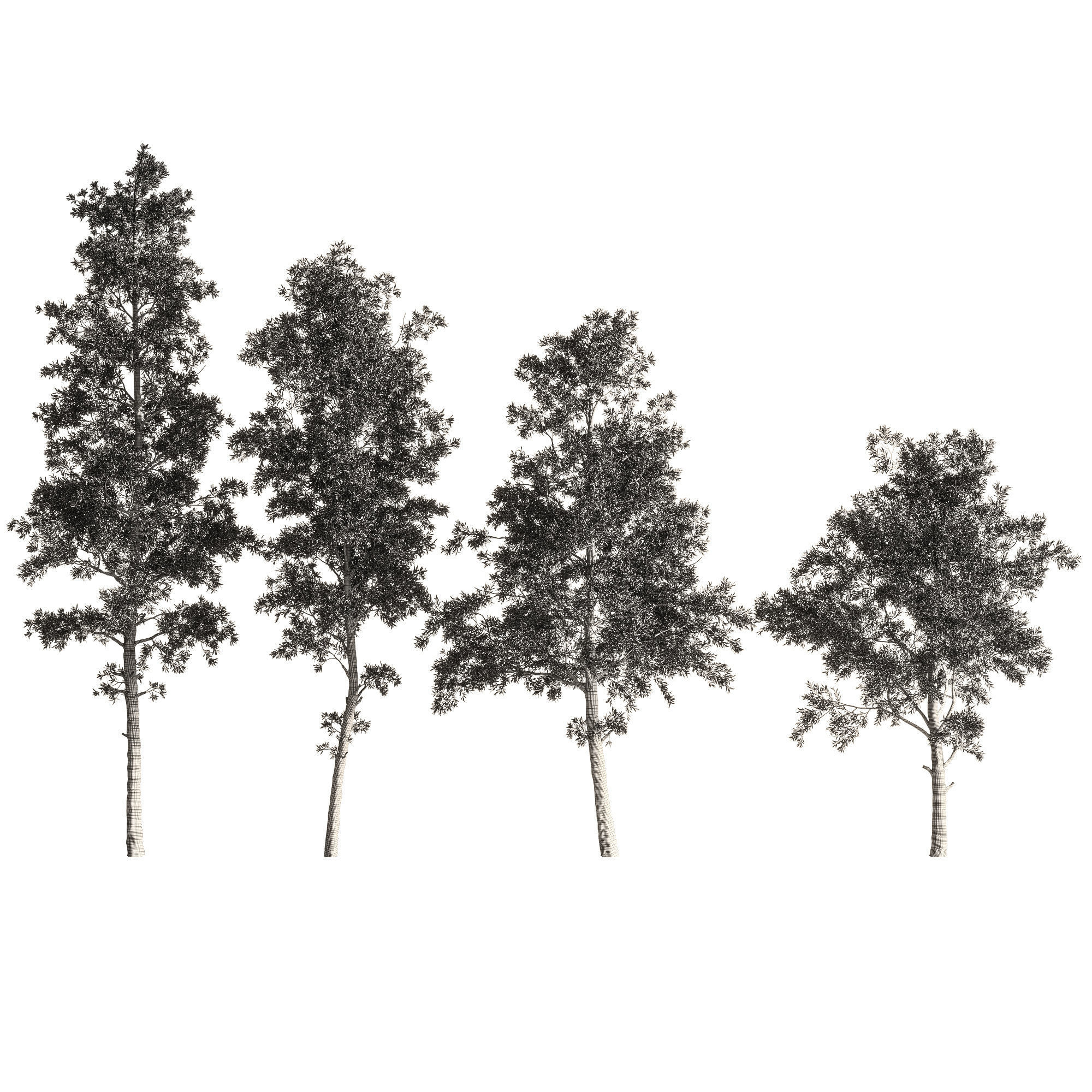 Eucalyptus tree forest 4 tree vray 3D model | CGTrader