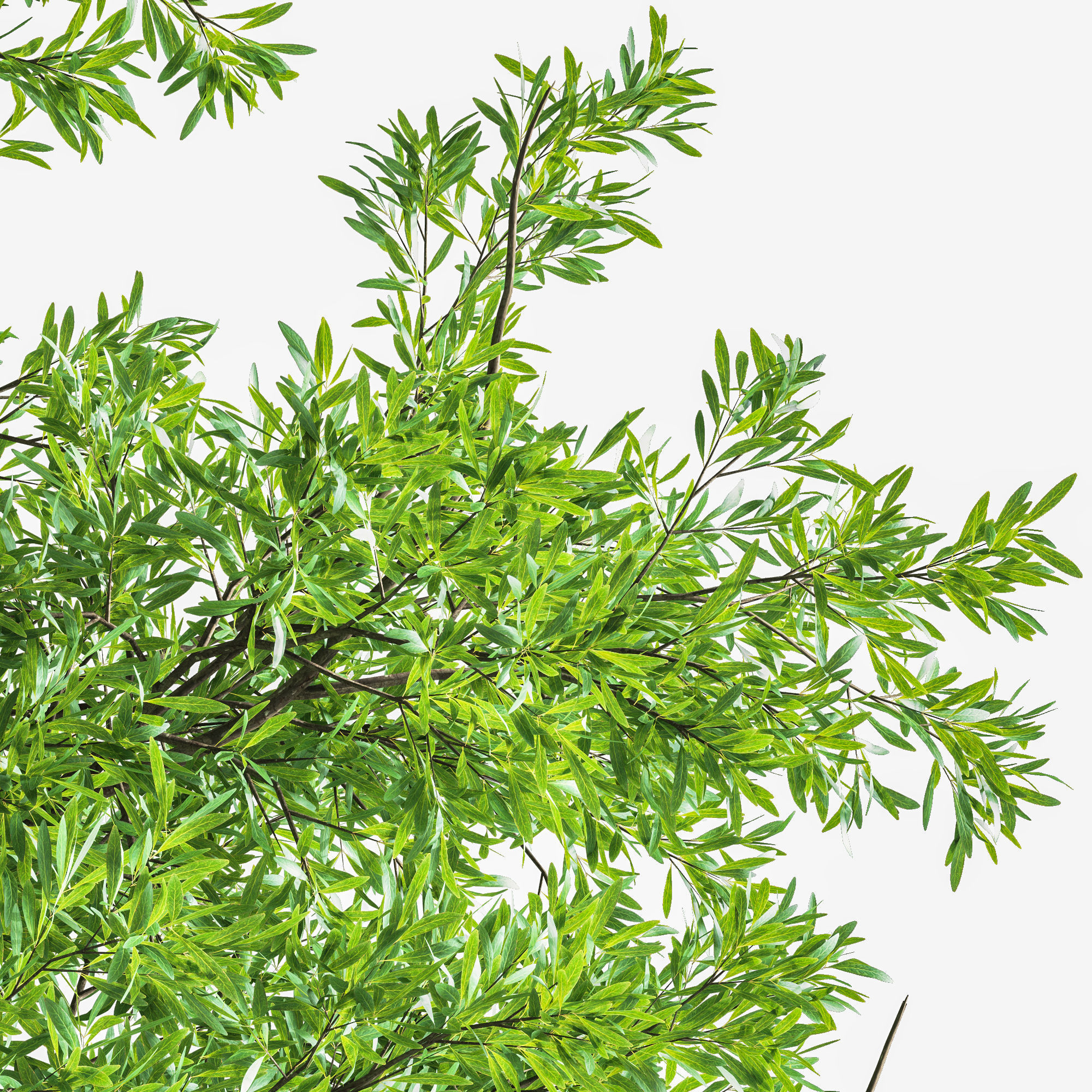 Eucalyptus tree forest 4 tree vray 3D model | CGTrader