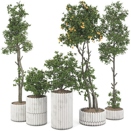 Indoor Potted Tree 124 3D model | CGTrader