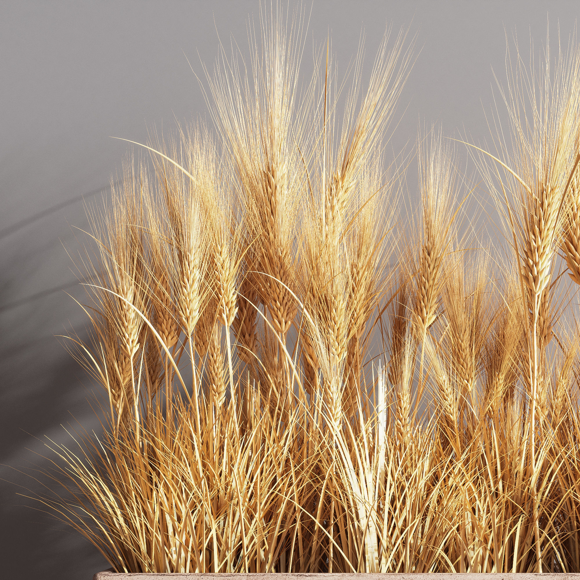 Indoor Plant Set 53 Wheat 3D model | CGTrader