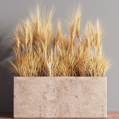Indoor Plant Set 53 Wheat 3D model | CGTrader