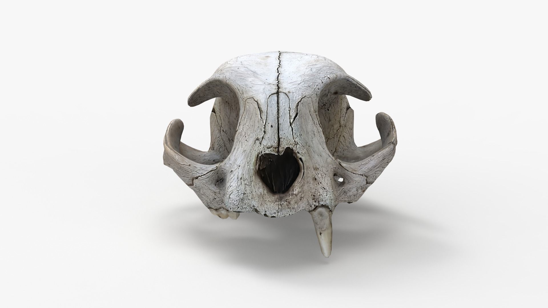 3D model Real Cat Skull Scan VR / AR / low-poly | CGTrader