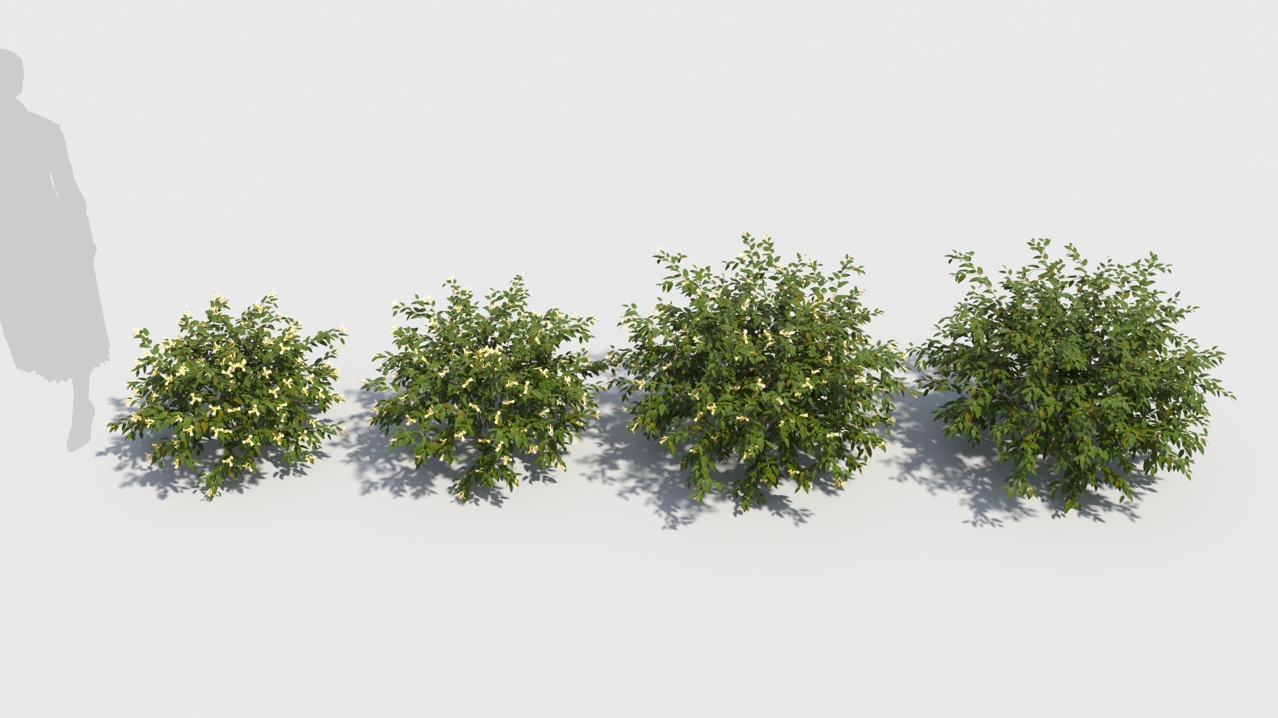 Honeysuckle 3D model | CGTrader