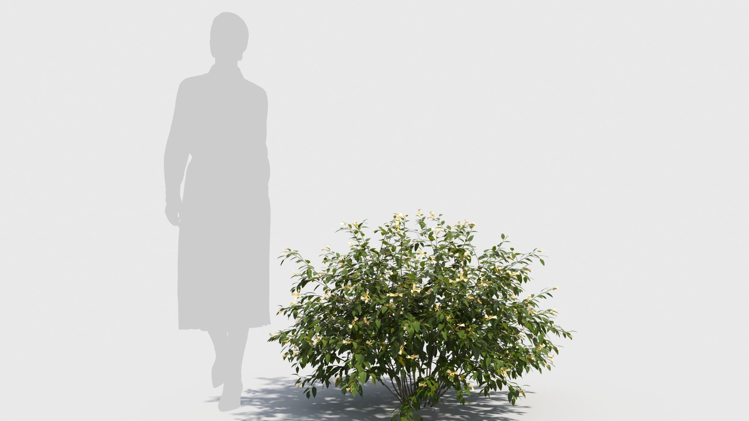 Honeysuckle 3D model | CGTrader