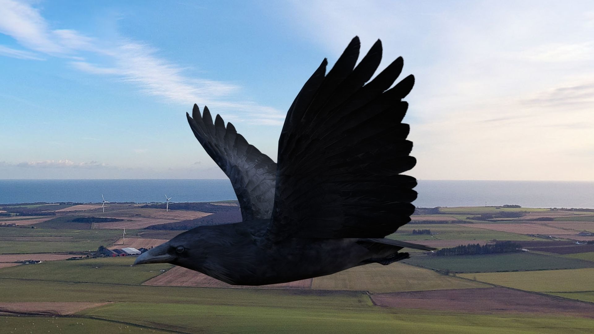 3D model Low poly animated crow VR / AR / low-poly rigged animated ...