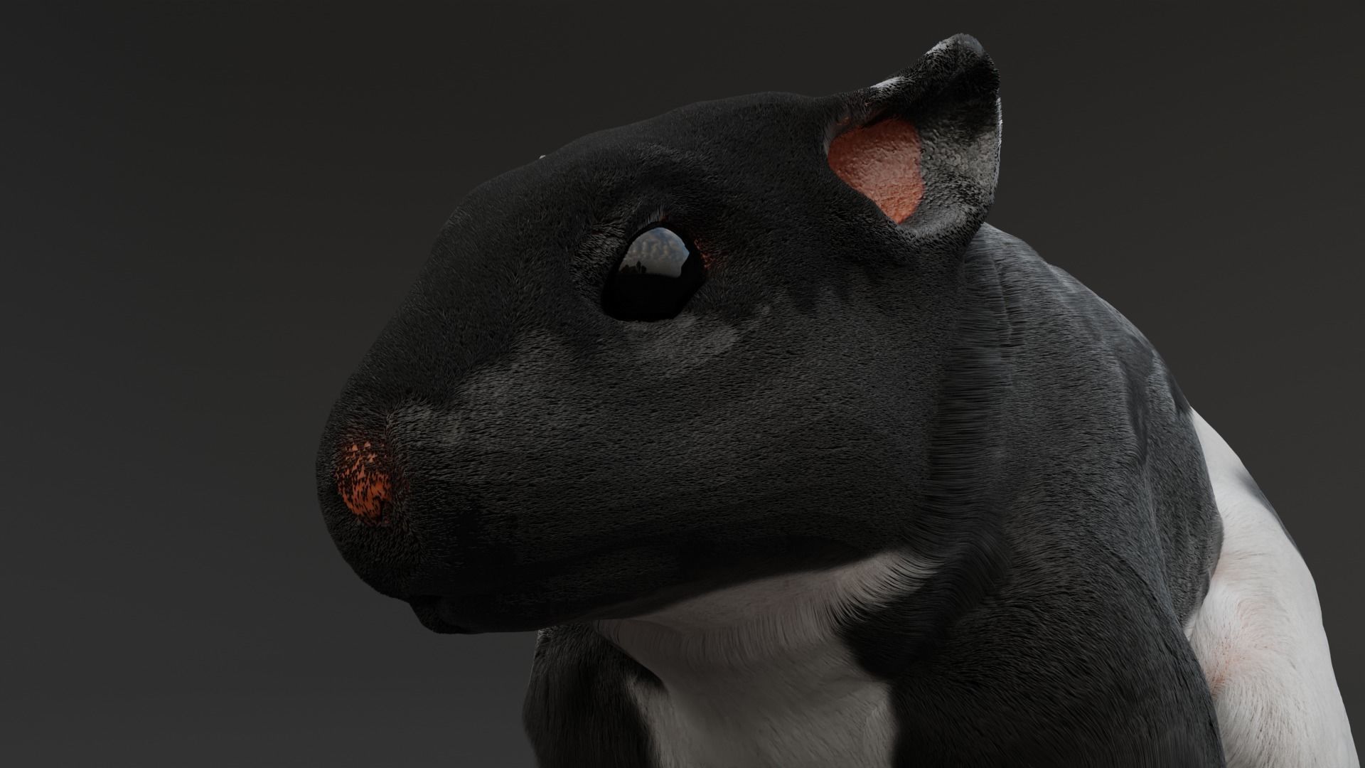 3D model Realistic Hamster VR / AR / low-poly | CGTrader