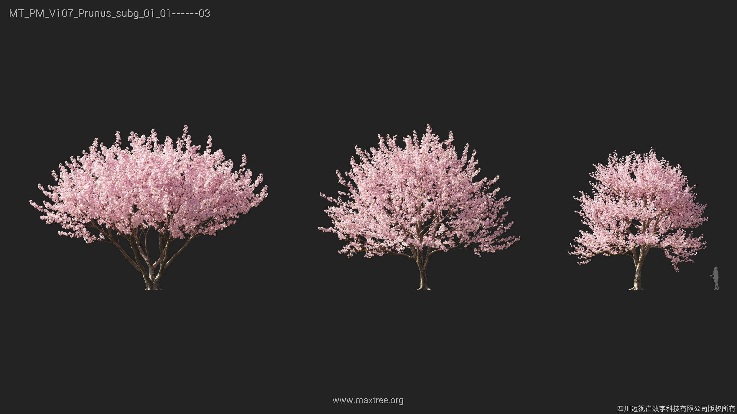 Maxtree Plant Models Vol 107 - Mesh 3D model | CGTrader