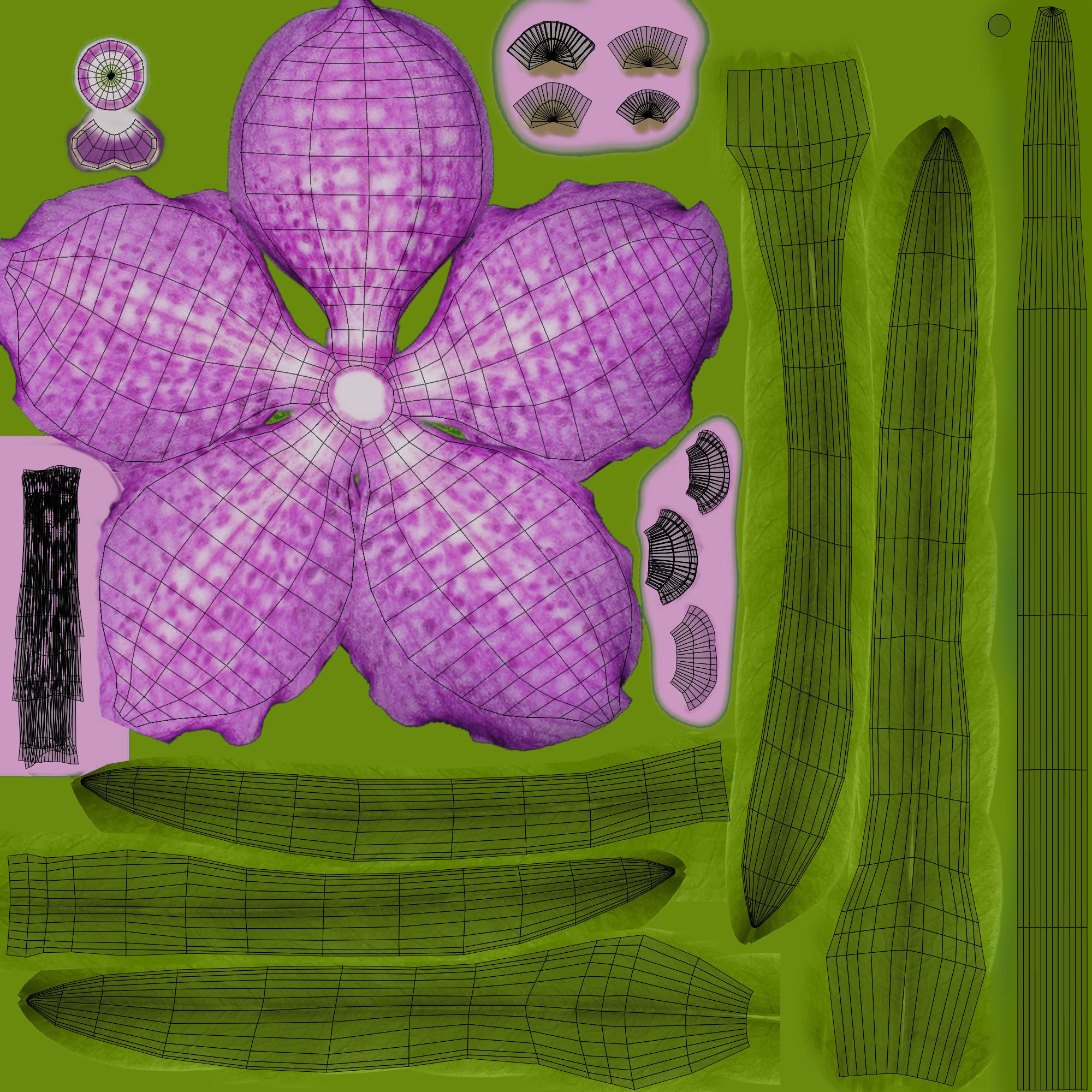 3D model Vanda Orchid VR / AR / low-poly | CGTrader