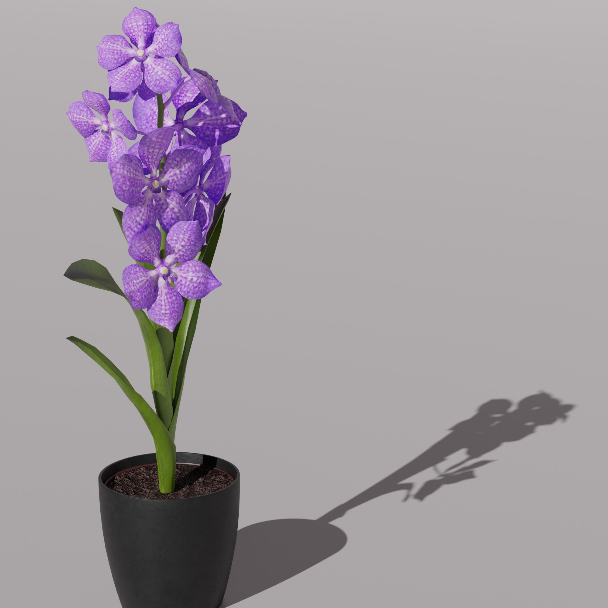 3D model Vanda Orchid VR / AR / low-poly | CGTrader