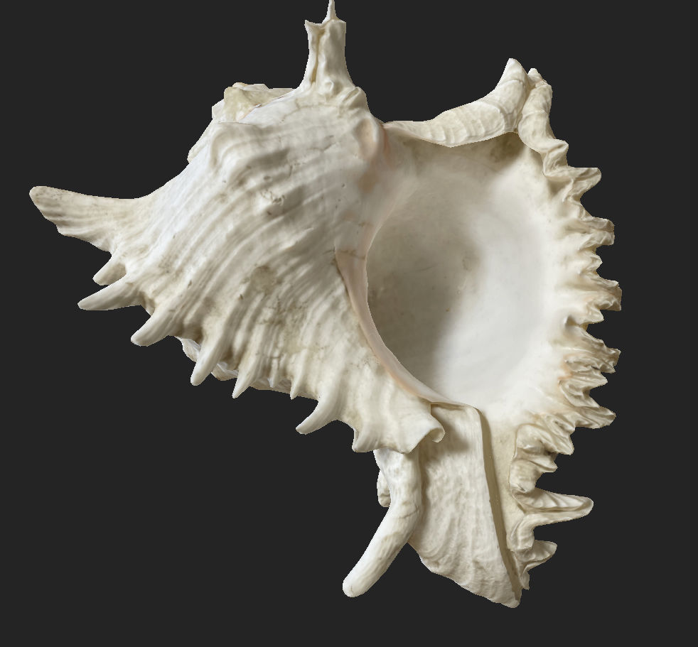 3D model Sea shell VR / AR / low-poly | CGTrader