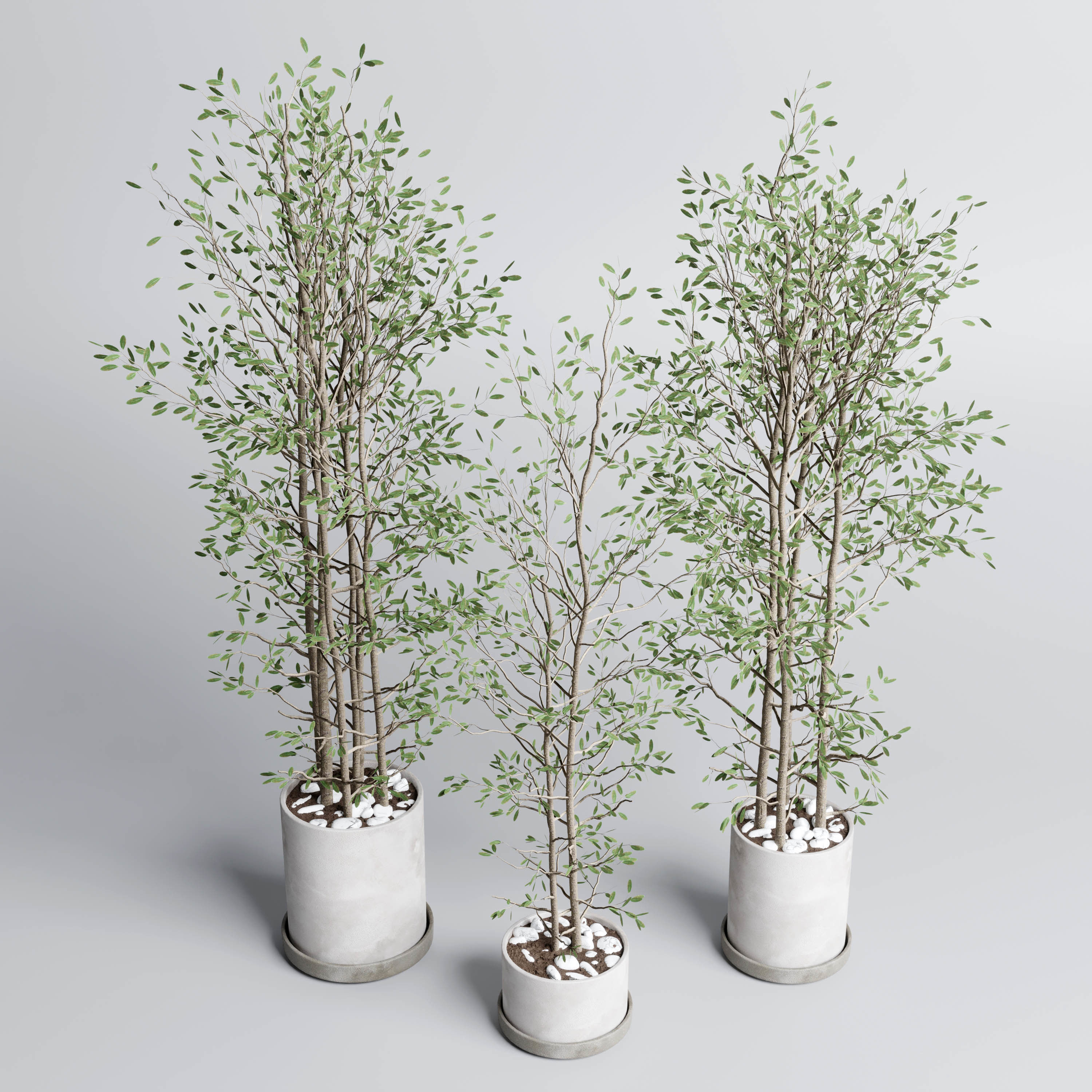 3D model indoor plant set 379 plant tree branch bush concrete dirt vase ...