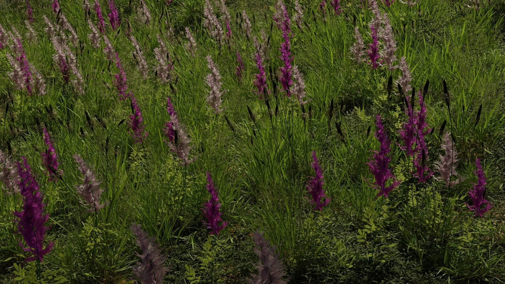 Heather Grassland 3D model | CGTrader