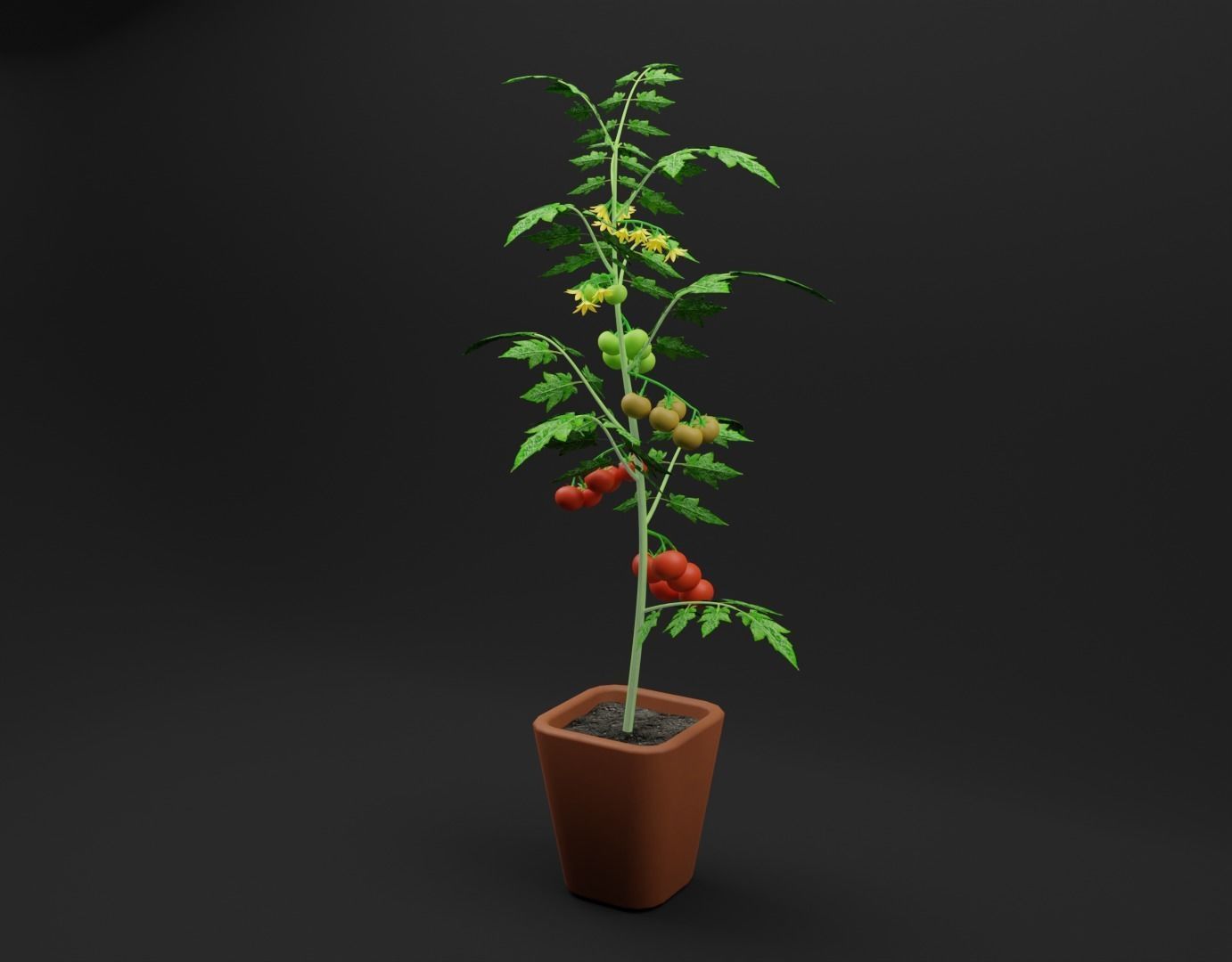 Tomato plant 3D model | CGTrader