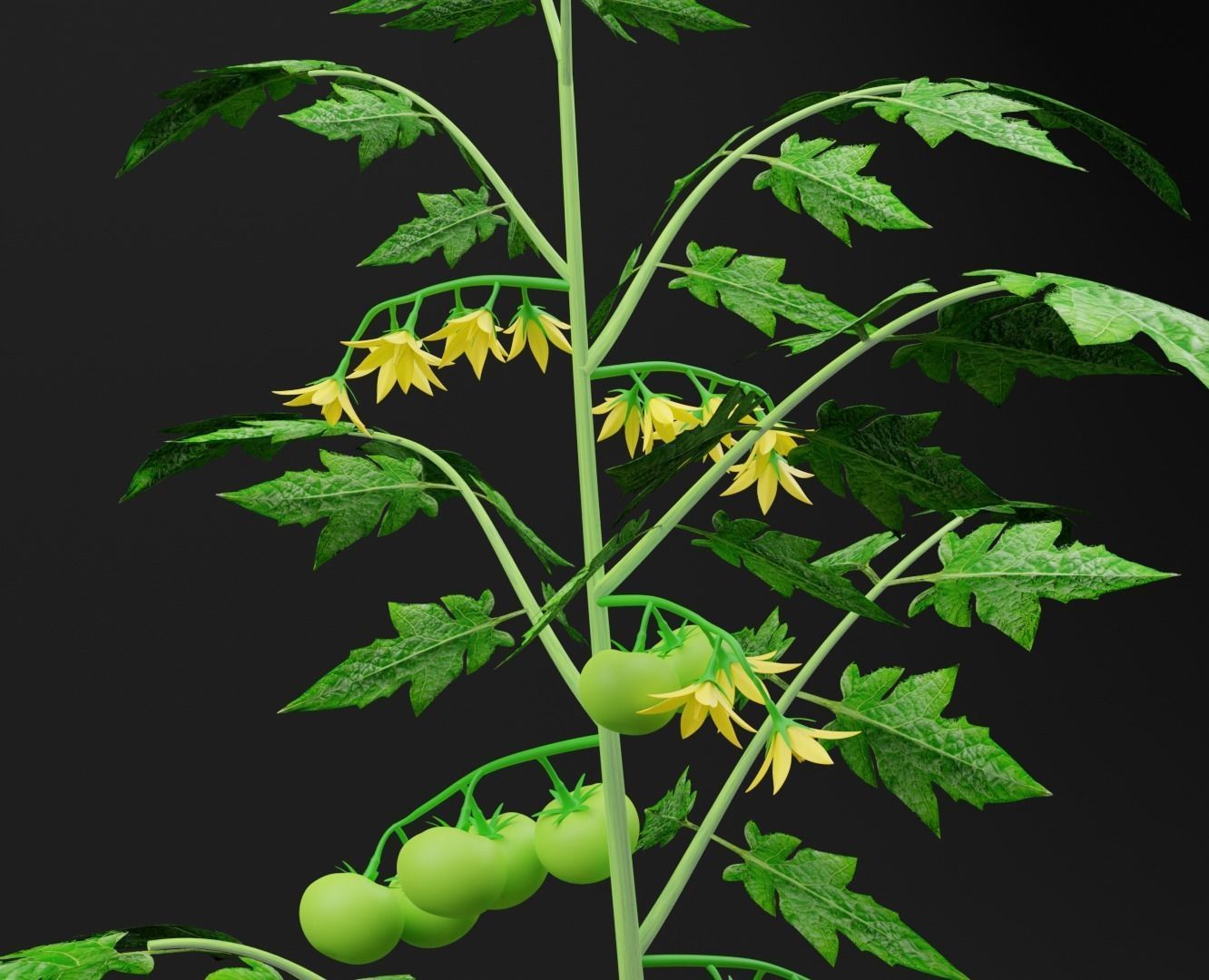 Tomato plant 3D model | CGTrader