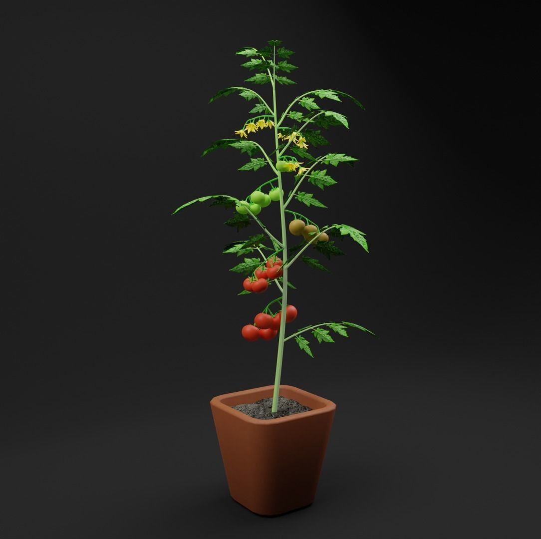 Tomato plant 3D model | CGTrader