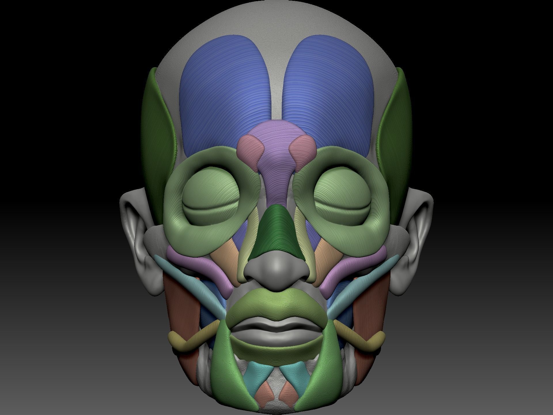 Skull muscle structure 3D model | CGTrader