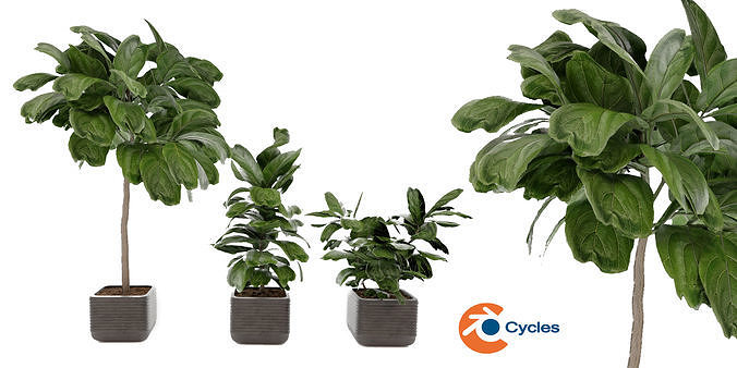 Collection plant vol 18 - blender model 3D model | CGTrader