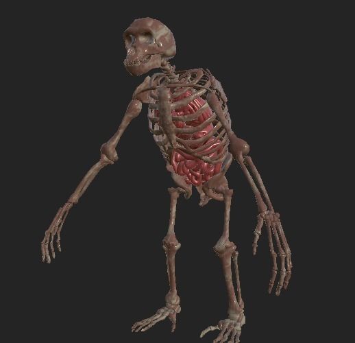 3D model Laboratory Chimp with organ VR / AR / low-poly | CGTrader