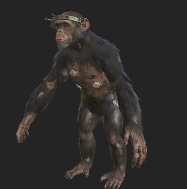3D model Laboratory Chimp with organ VR / AR / low-poly | CGTrader