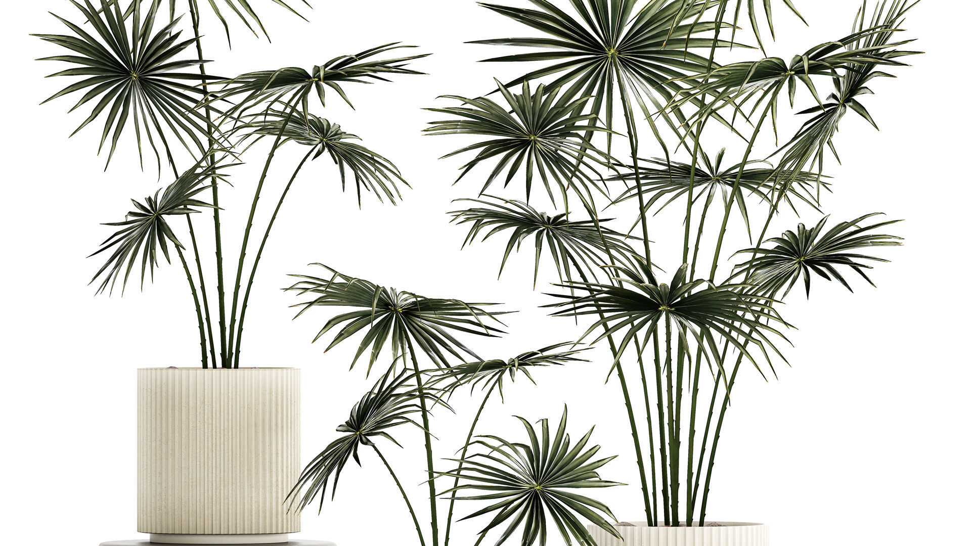 Beautiful fan palms in flower pots for decoration 1280 3D model | CGTrader