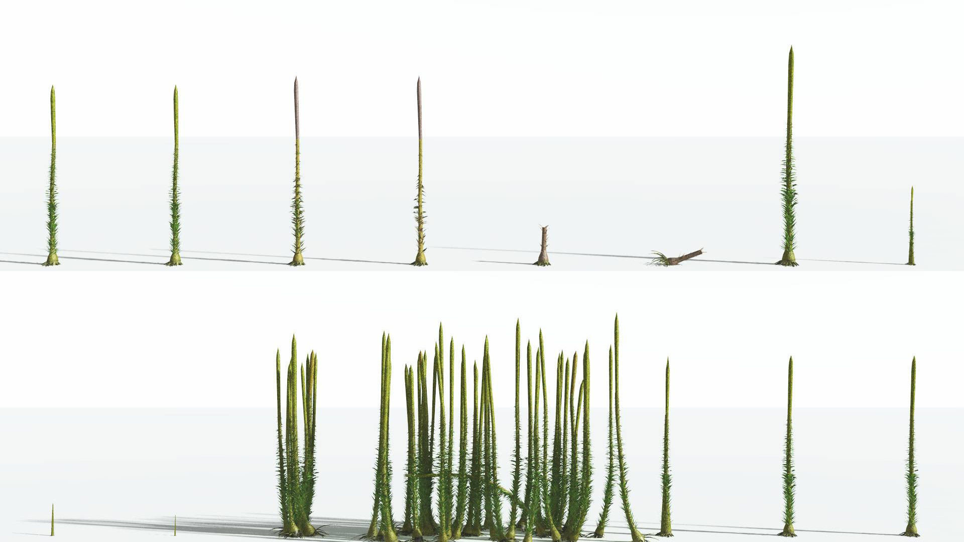 3D model EVERYPlant Chaloneria LowPoly 2 --16 Models-- VR / AR / low ...