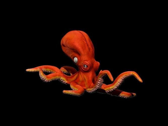 Octopus 3D model | CGTrader